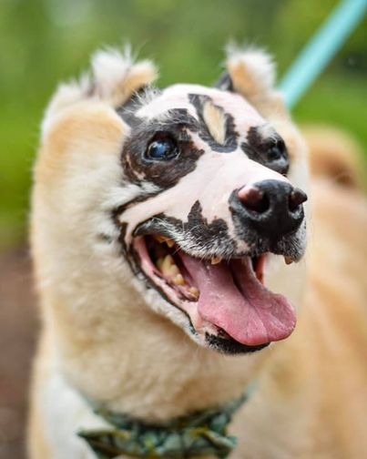 Dog Severely Burned In House Fire Becomes Therapy Dog For Burn Unit ...