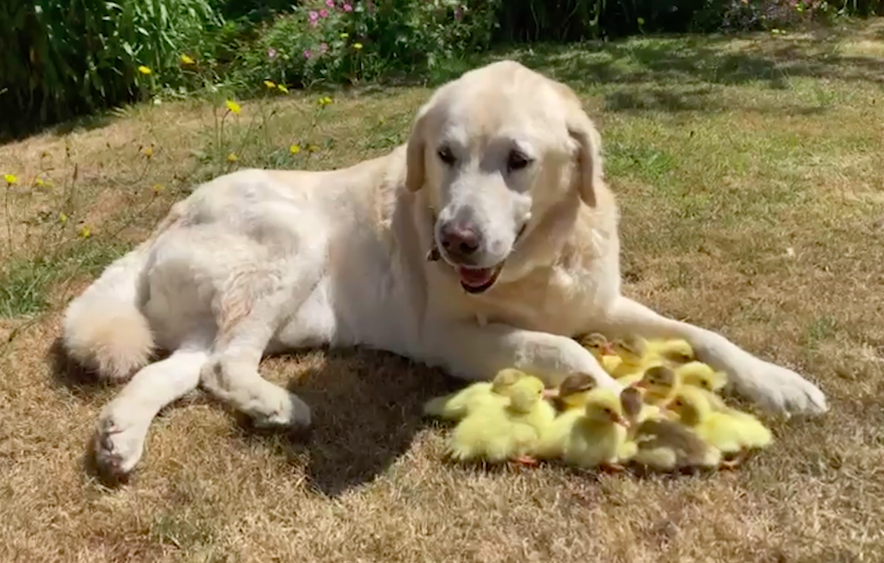 Chú chó tha mồi Labrador trở thành 'cha nuôi' của 15 chú vịt con mồ côi
