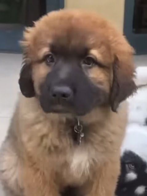 Arnold Schwarzenegger Proudly Introduces His New Dog Named “Schnitzel”