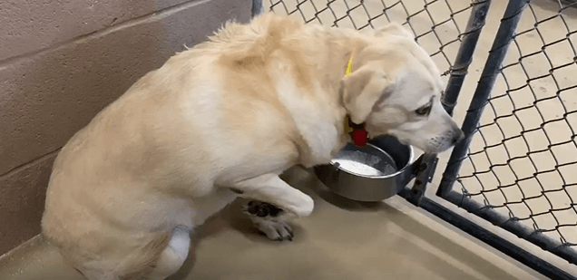 Terrified Lab Is Left Shaking In Her Kennel After Family Dumped Her At ...